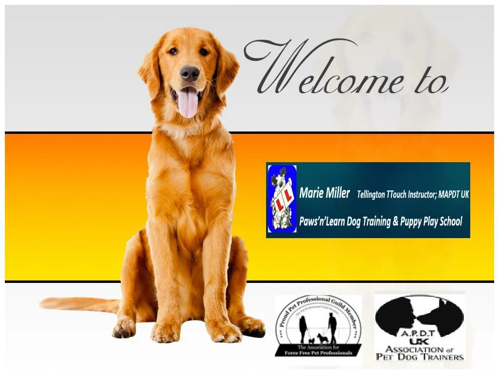 PPT - Dog And Puppy Training Classes in Nuneaton By Paws n Learn, UK ...