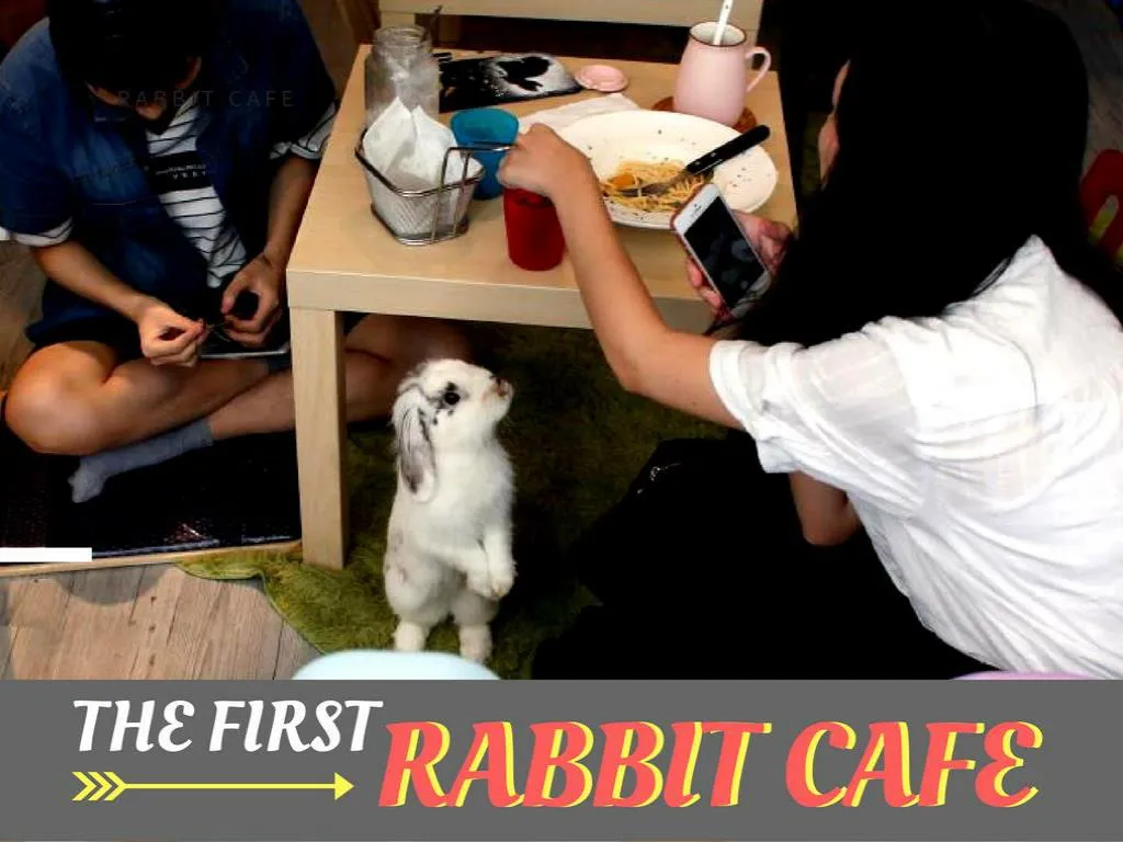 PPT - The first rabbit cafe PowerPoint Presentation, free download - ID ...