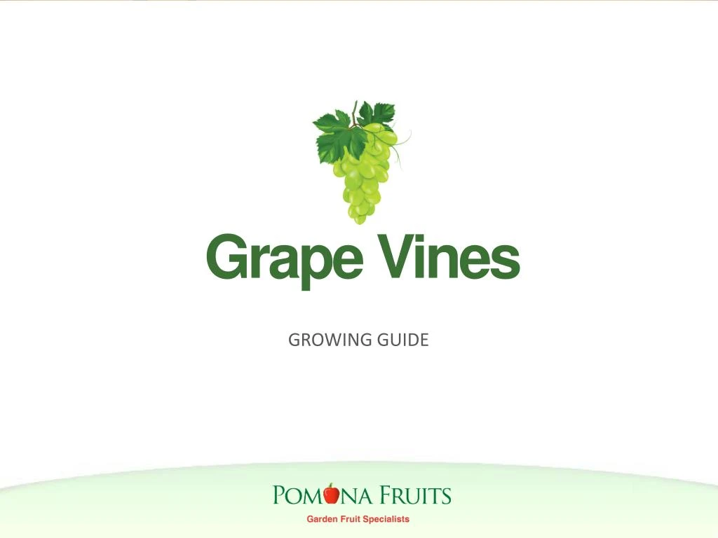 PPT - Grape Vines Growing Guide PowerPoint Presentation, free download ...