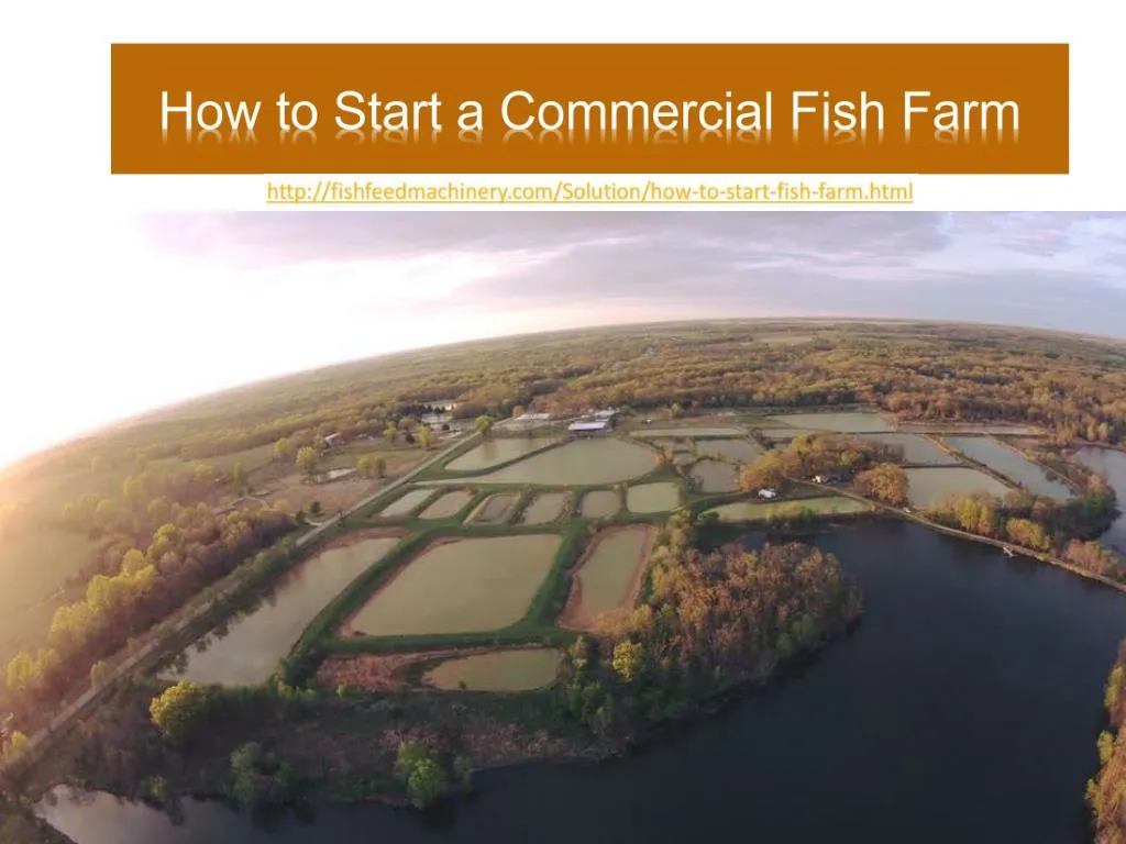 PPT - How to Start a Commercial Fish Farm PowerPoint Presentation, free ...