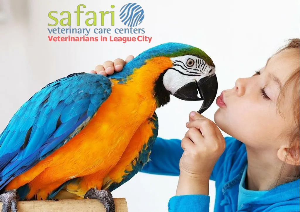 PPT - Safari Veterinary Care Center PowerPoint Presentation, free ...