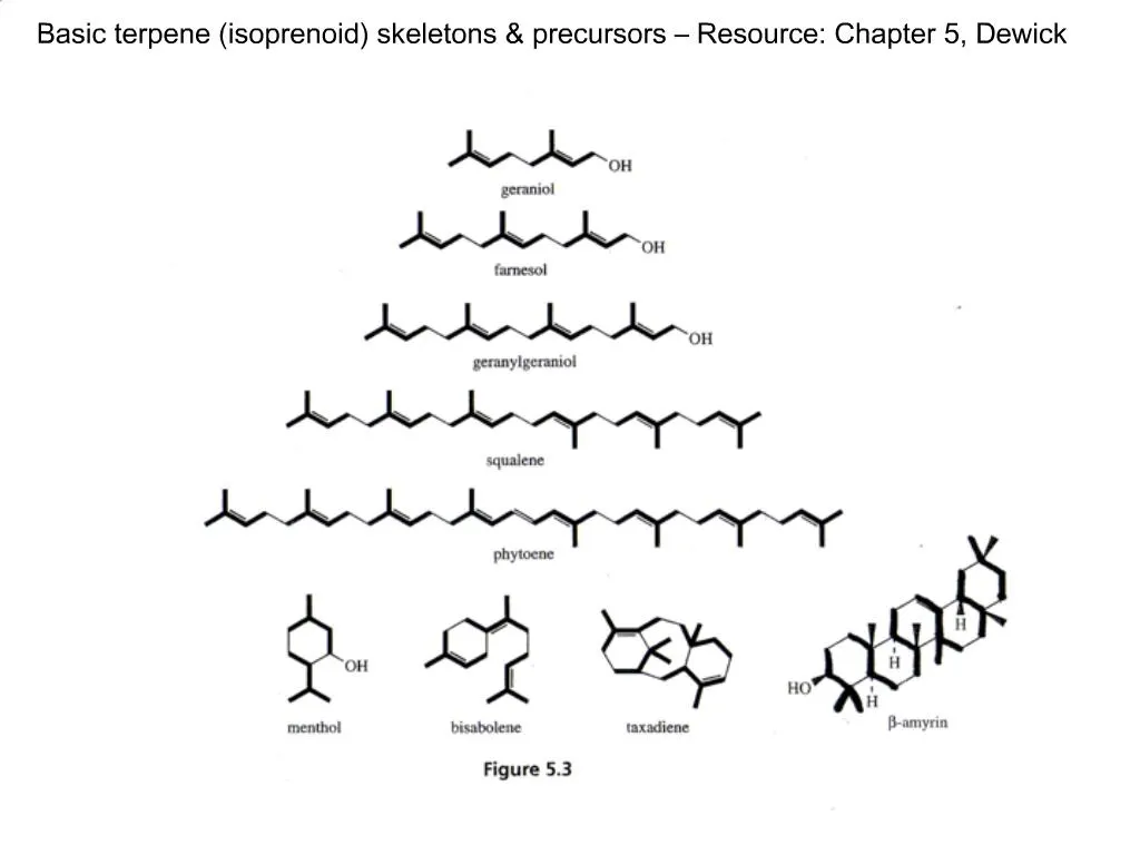 PPT - Basic terpene isoprenoid skeletons precursors Resource: Chapter 5 ...