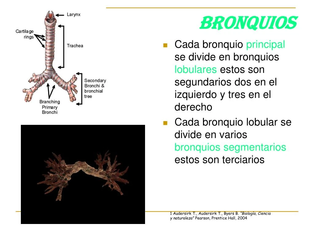PPT - PULMON PowerPoint Presentation - ID:7580465