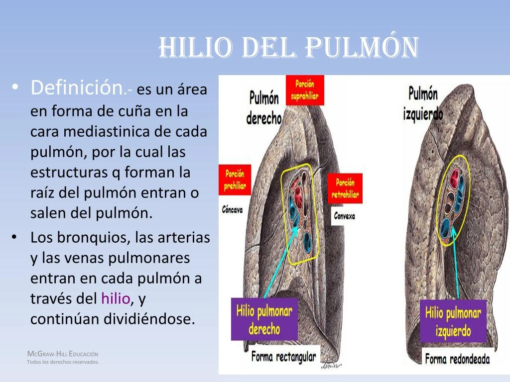 PPT - PULMON PowerPoint Presentation - ID:7580465