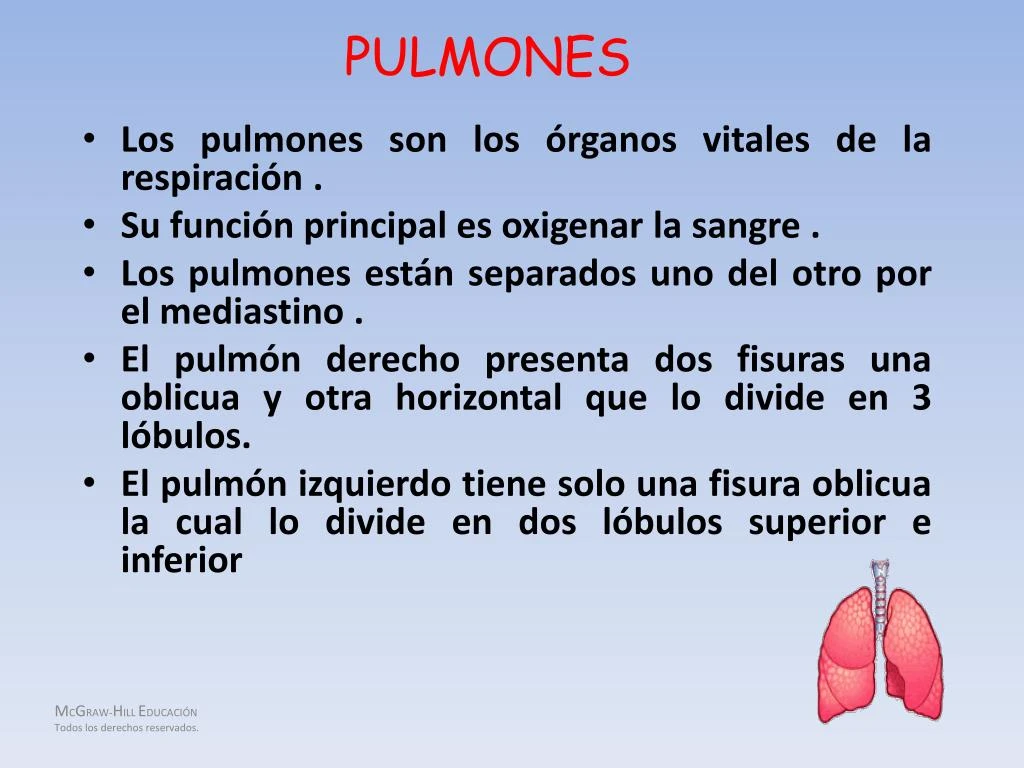 PPT - PULMON PowerPoint Presentation - ID:7580465
