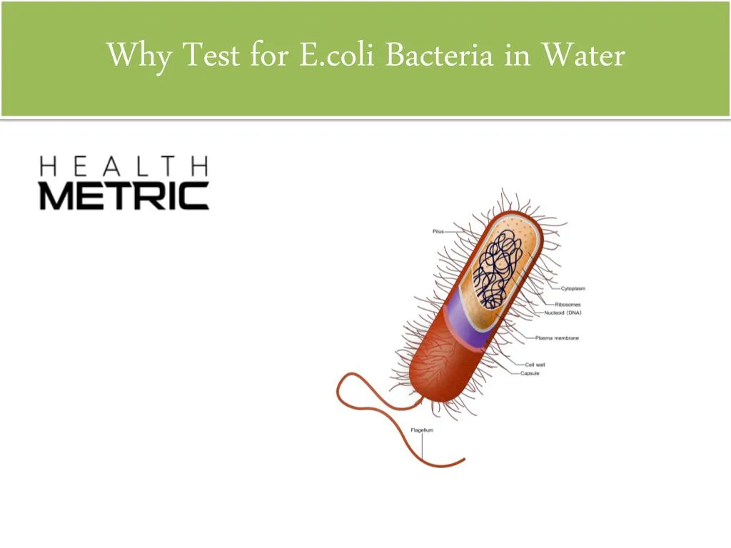 PPT - Why Test for E.coli Bacteria in Water PowerPoint Presentation ...