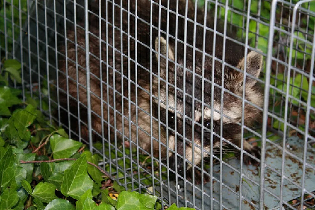 PPT - Michigan Animal Removal and Wildlife Control Services PowerPoint ...