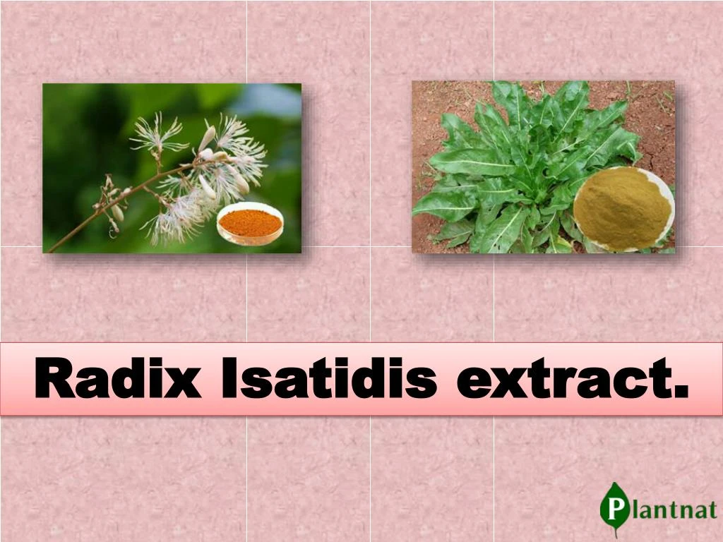 PPT - Radix Isatidis is a kind of Traditional Chinese Medicine ...