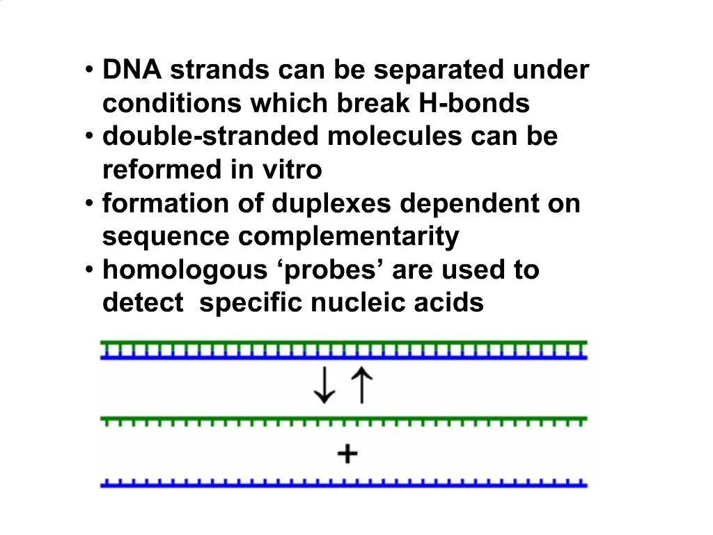 PPT - DNA strands can be separated under conditions which break H-bonds ...