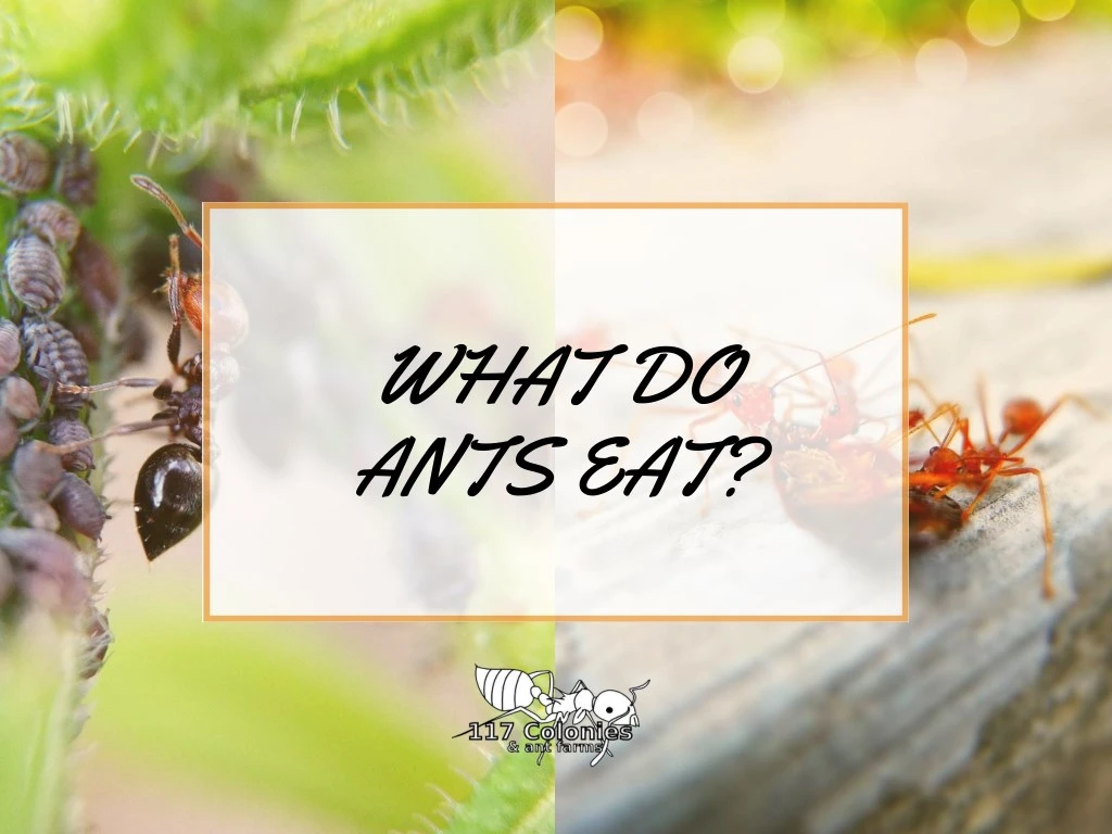 PPT - What Do Ants Eat? PowerPoint Presentation, free download - ID:7649046