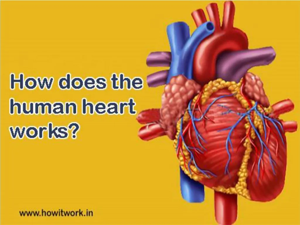 PPT - How does the human heart works? PowerPoint Presentation, free ...