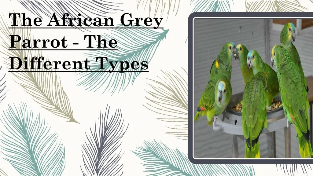 PPT - The Different Types - The African Grey Parrot PowerPoint ...