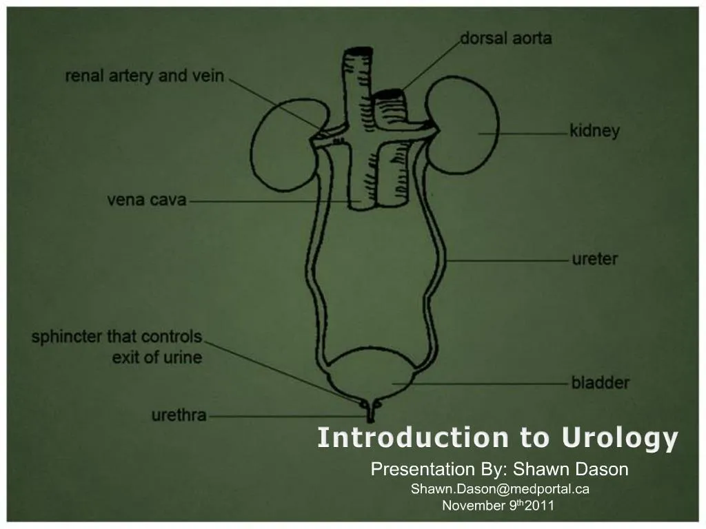 PPT - Introduction to Urology PowerPoint Presentation, free download ...