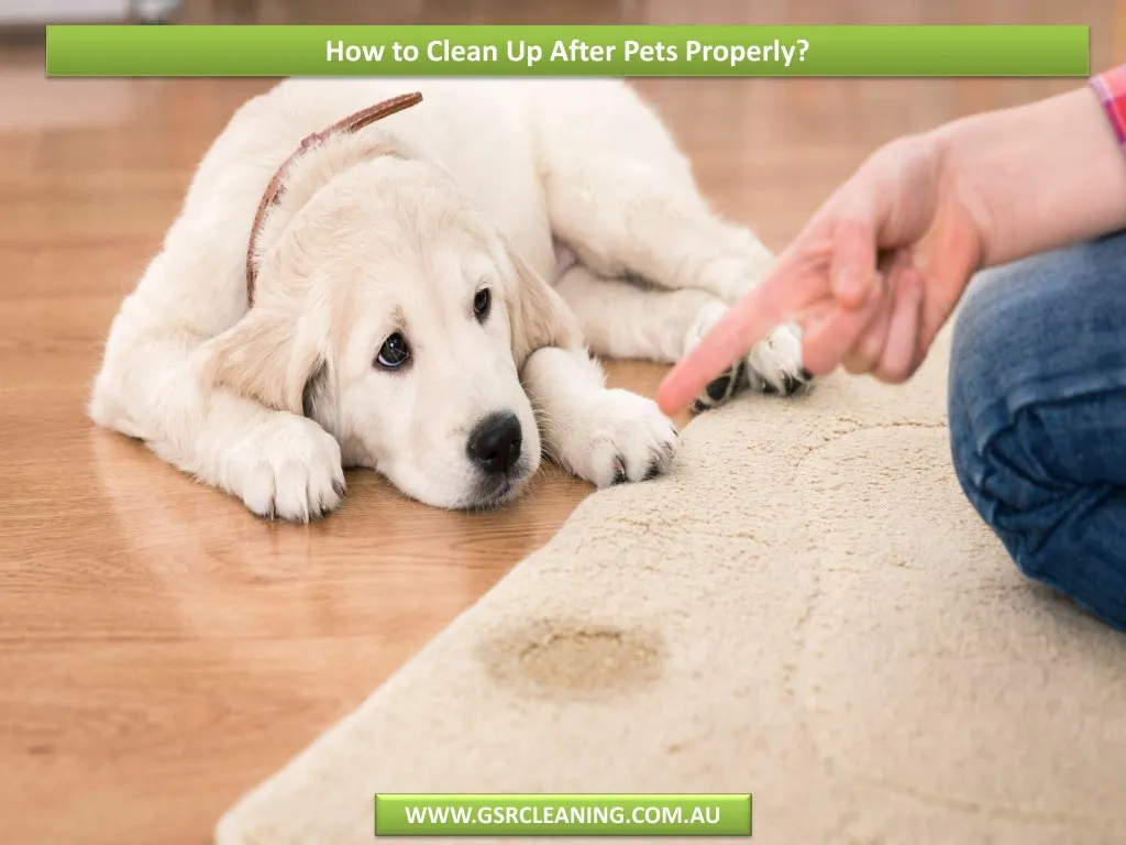 PPT - How to Clean Up After Pets Properly? PowerPoint Presentation ...