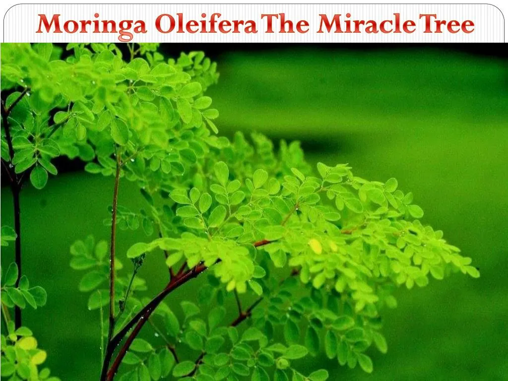 PPT - Moringa Oleifera the Miracle Tree PowerPoint Presentation, free ...