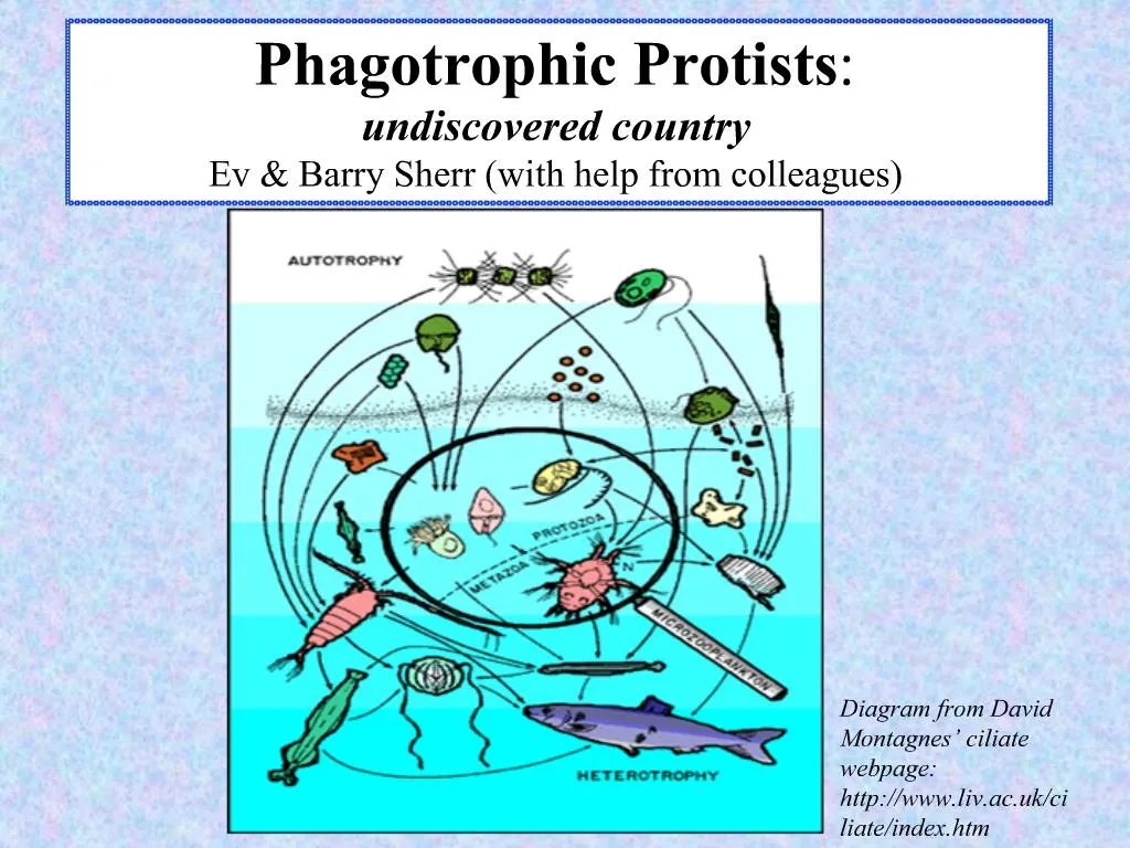 PPT - Phagotrophic Protists: undiscovered country Ev Barry Sherr with ...