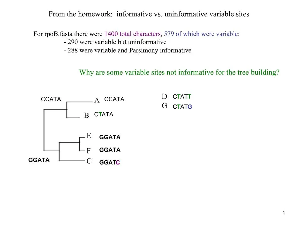 PPT - From the homework: informative vs. uninformative variable sites ...