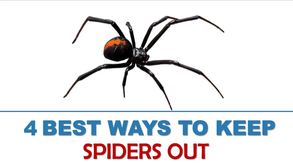 PPT - 4 Best Ways to Keep Spiders Out PowerPoint Presentation, free ...