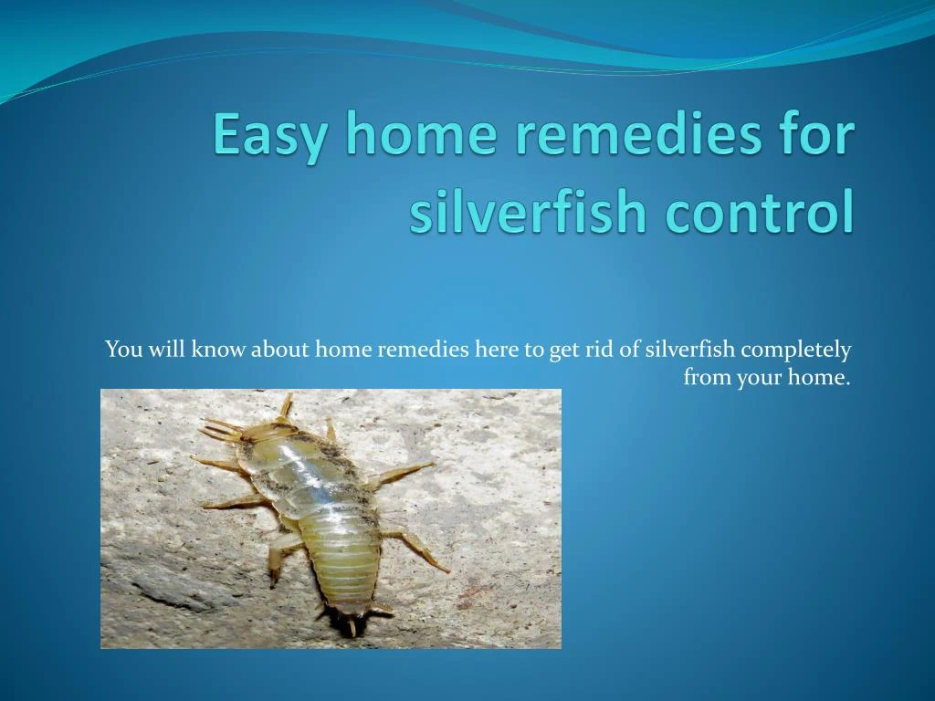 PPT - EASY HOME REMEDIES FOR SILVERFISH CONTROL PowerPoint Presentation ...