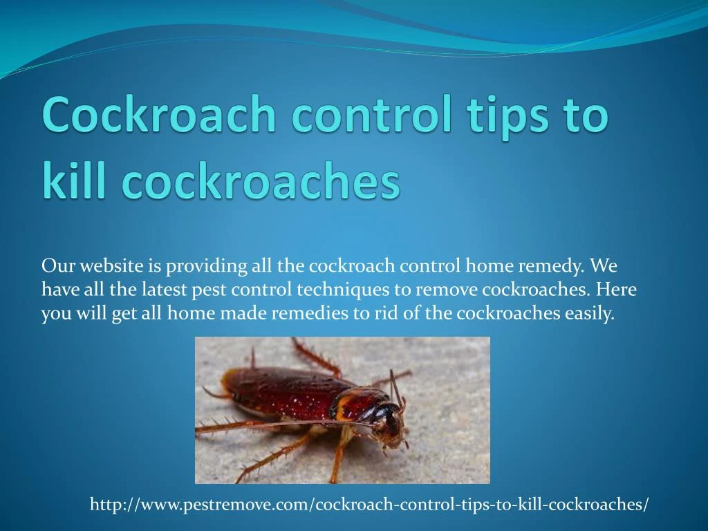 PPT - COCKROACH CONTROL TIPS TO KILL COCKROACHES PowerPoint ...