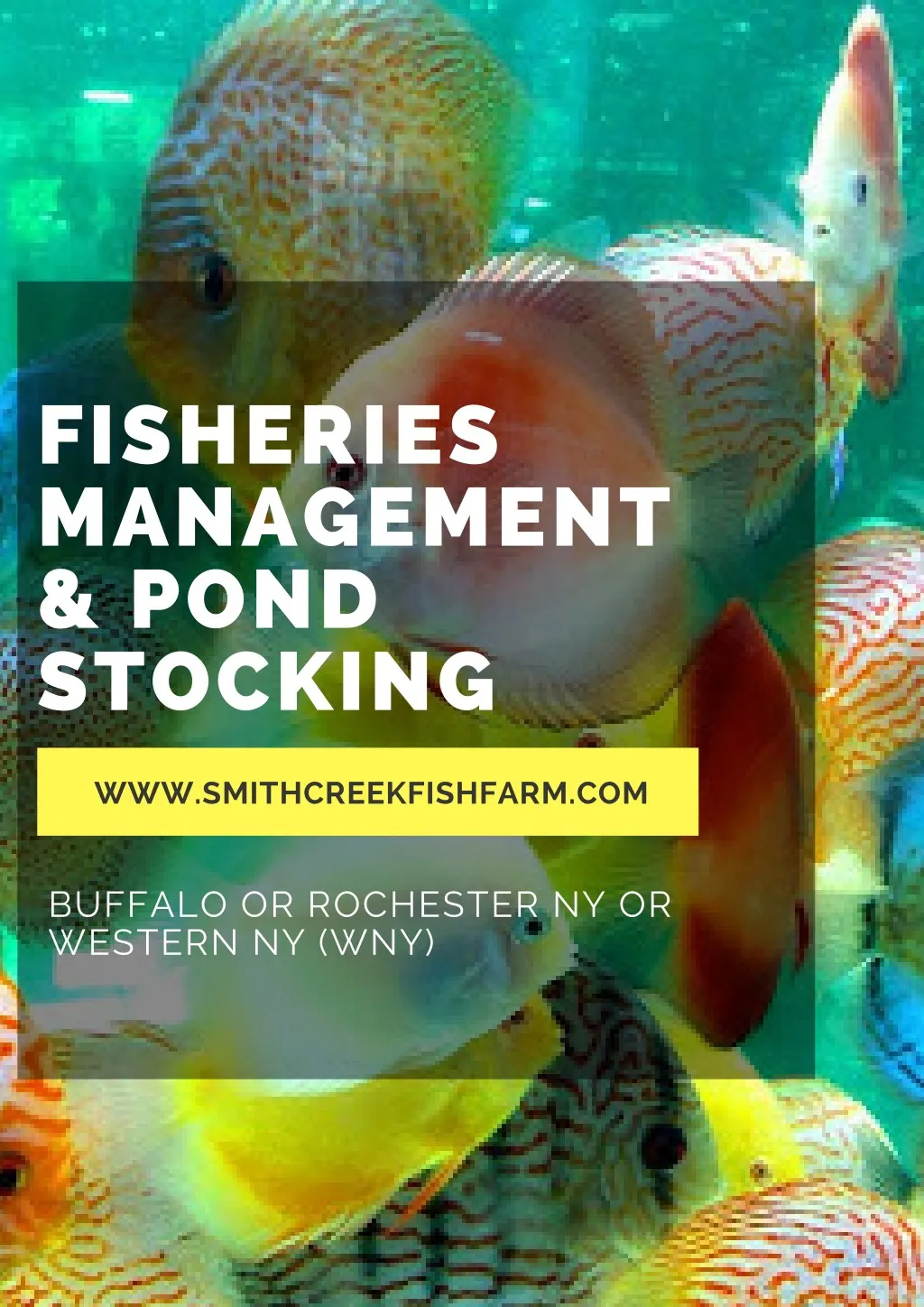 PPT - Fisheries Management & Pond Stocking | Smith Creek Fish Farm ...