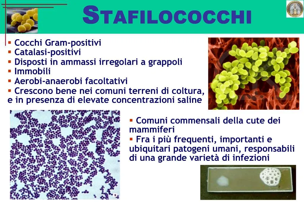 PPT - STAFILOCOCCHI PowerPoint Presentation, free download - ID:790879