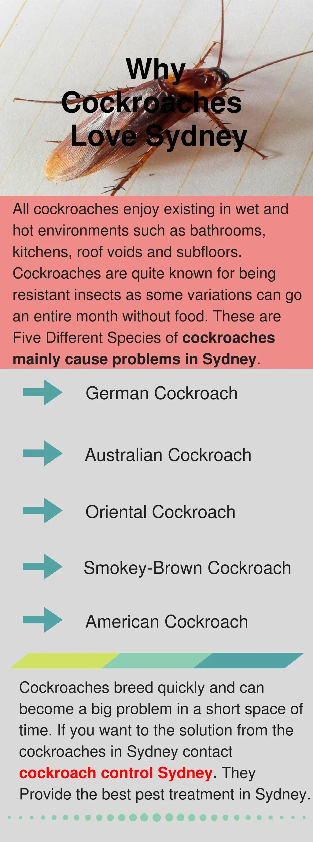 PPT - Why Cockroaches Love Sydney PowerPoint Presentation, free ...