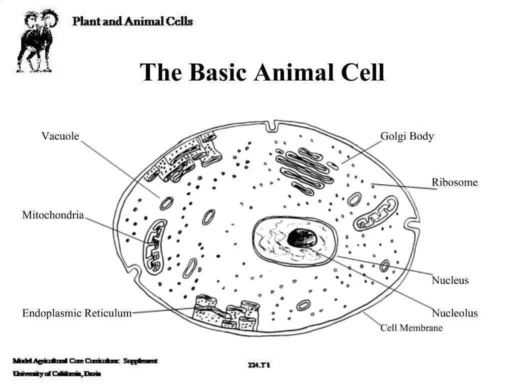 PPT - The Basic Animal Cell PowerPoint Presentation, free download - ID ...