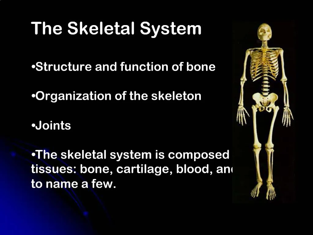 PPT - The Skeletal System Structure and function of bone Organization ...