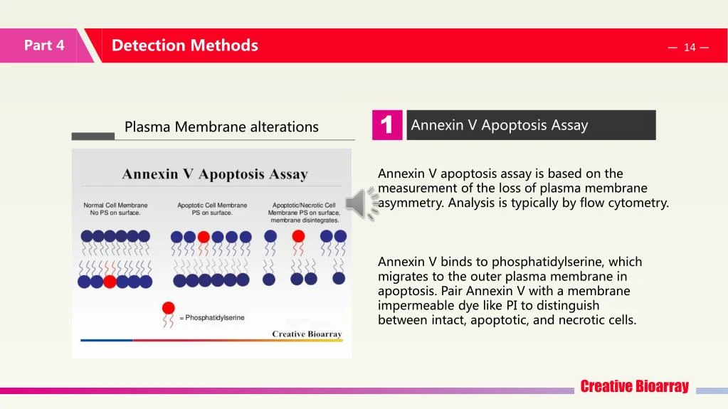 PPT - Cell Apoptosis Assays PowerPoint Presentation - ID:7972243