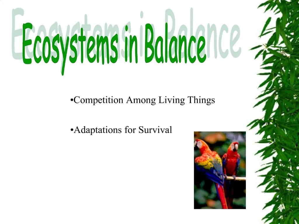 PPT - Ecosystems in Balance PowerPoint Presentation, free download - ID ...