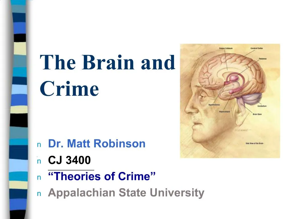 PPT - The Brain and Crime PowerPoint Presentation, free download - ID ...