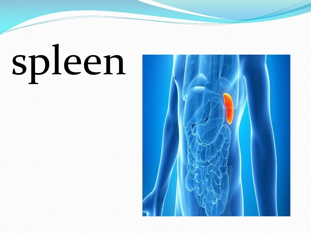 PPT - spleen PowerPoint Presentation, free download - ID:801924