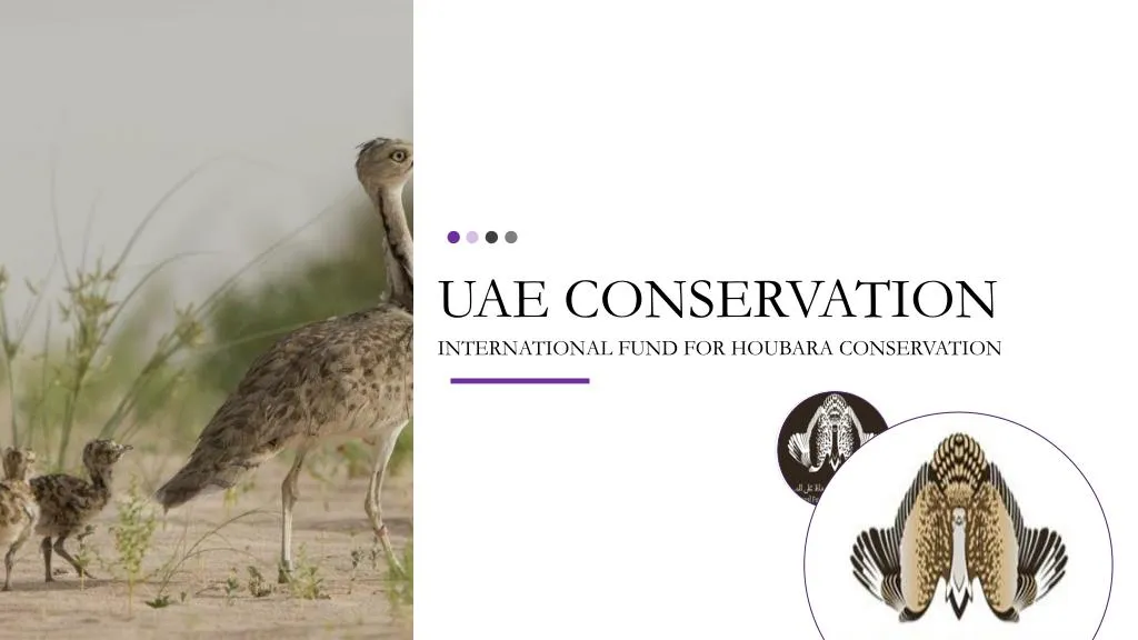 PPT - Uae Conservation - Houbarafund.org PowerPoint Presentation, free ...