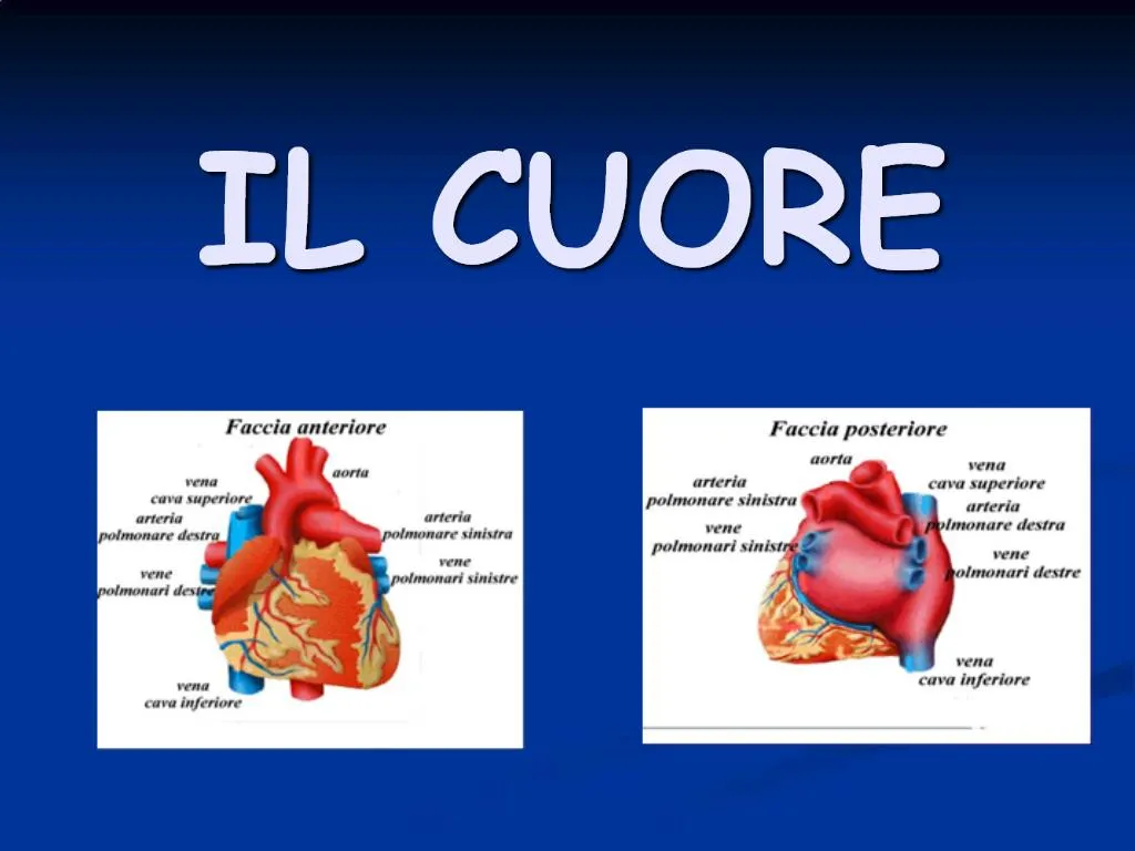 PPT - IL CUORE PowerPoint Presentation, free download - ID:805232