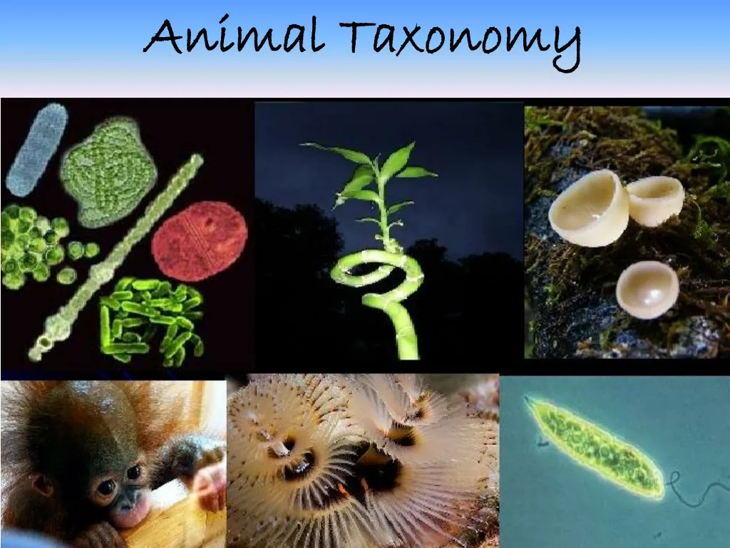PPT - Animal Taxonomy PowerPoint Presentation, free download - ID:814193