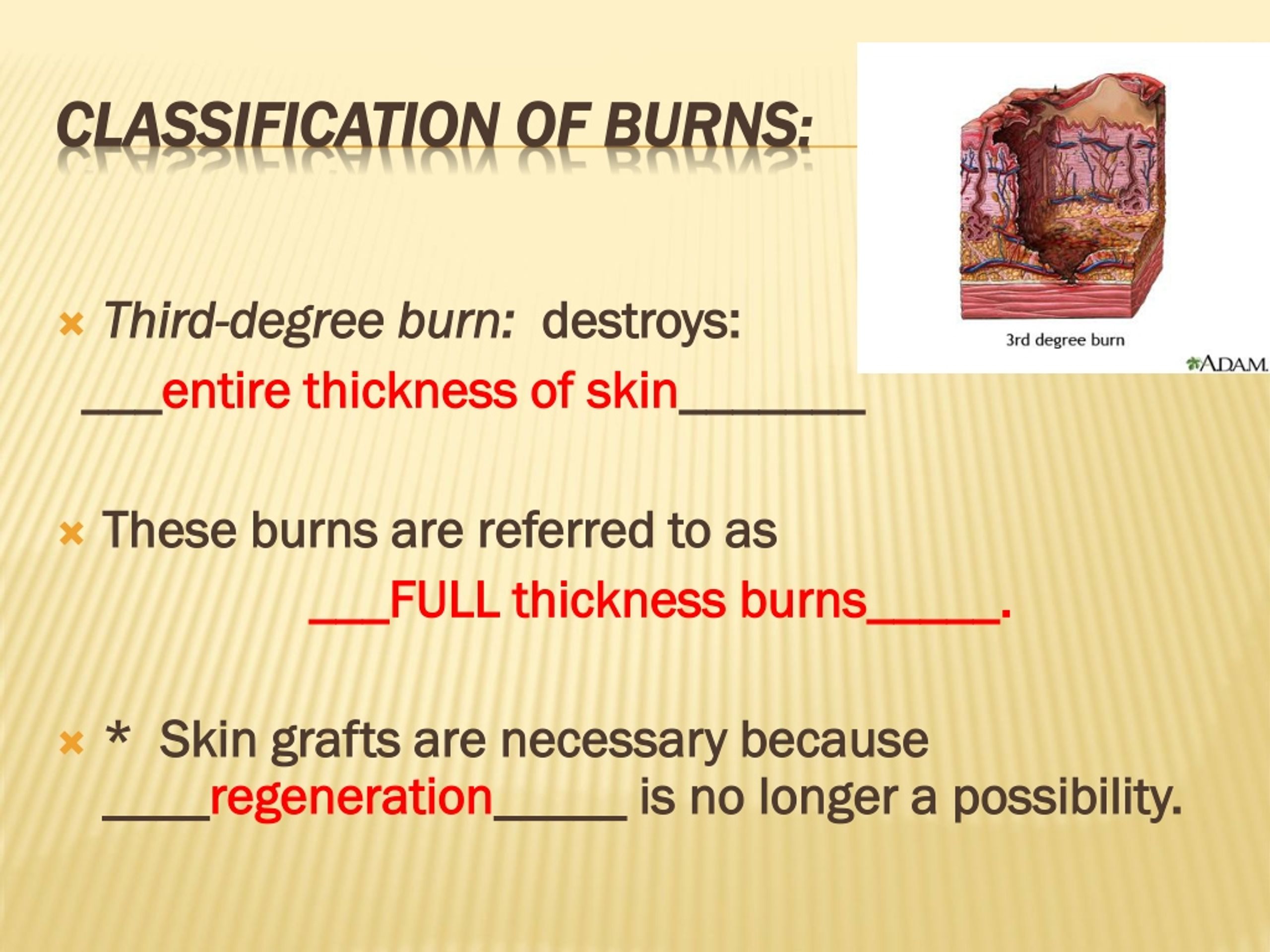 PPT - SKIN CANCER & BURNS PowerPoint Presentation, free download - ID ...