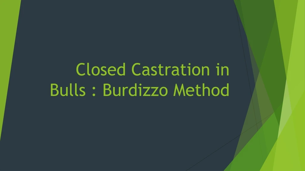 PPT - Closed Castration in Bulls : Burdizzo Method PowerPoint Presentation - ID:8157021