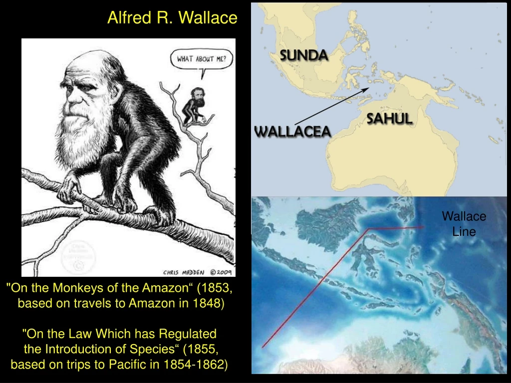PPT - Wallace Line PowerPoint Presentation, free download - ID:8158178
