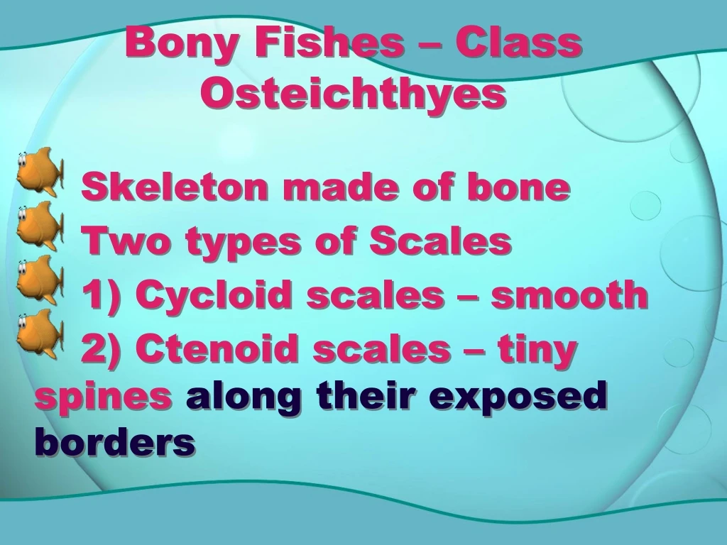 PPT - Bony Fishes – Class Osteichthyes PowerPoint Presentation, free ...
