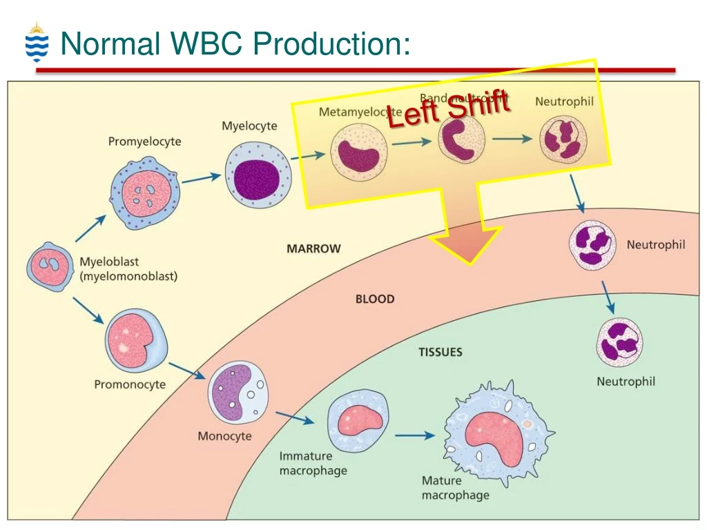 PPT - Haematology for Dental Students - WBC Disorders PowerPoint ...