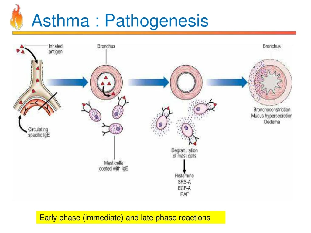 PPT - Pathology of COPD PowerPoint Presentation - ID:8201945