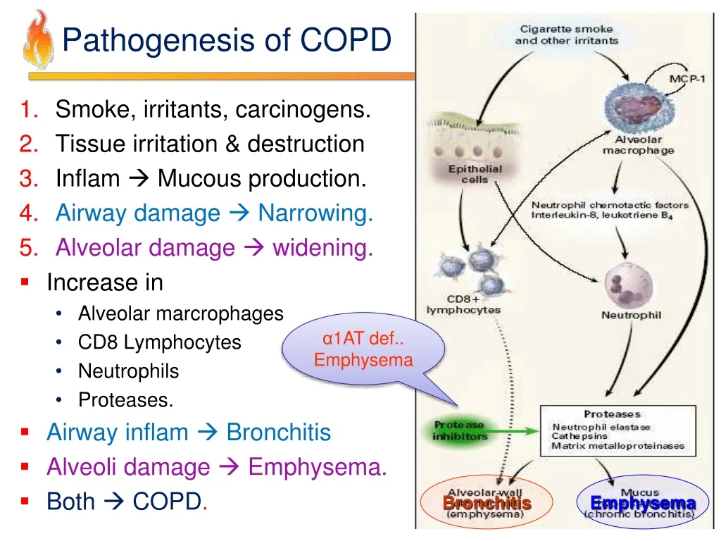 PPT - Pathology of COPD PowerPoint Presentation - ID:8201945