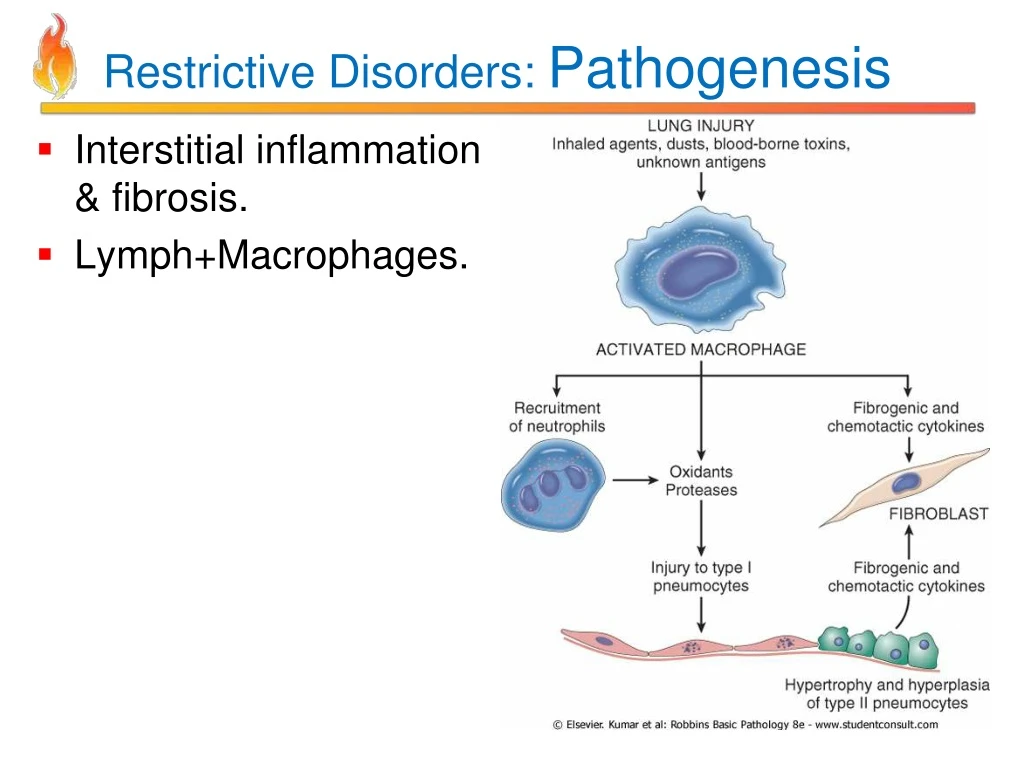 PPT - Pathology of COPD PowerPoint Presentation - ID:8201945