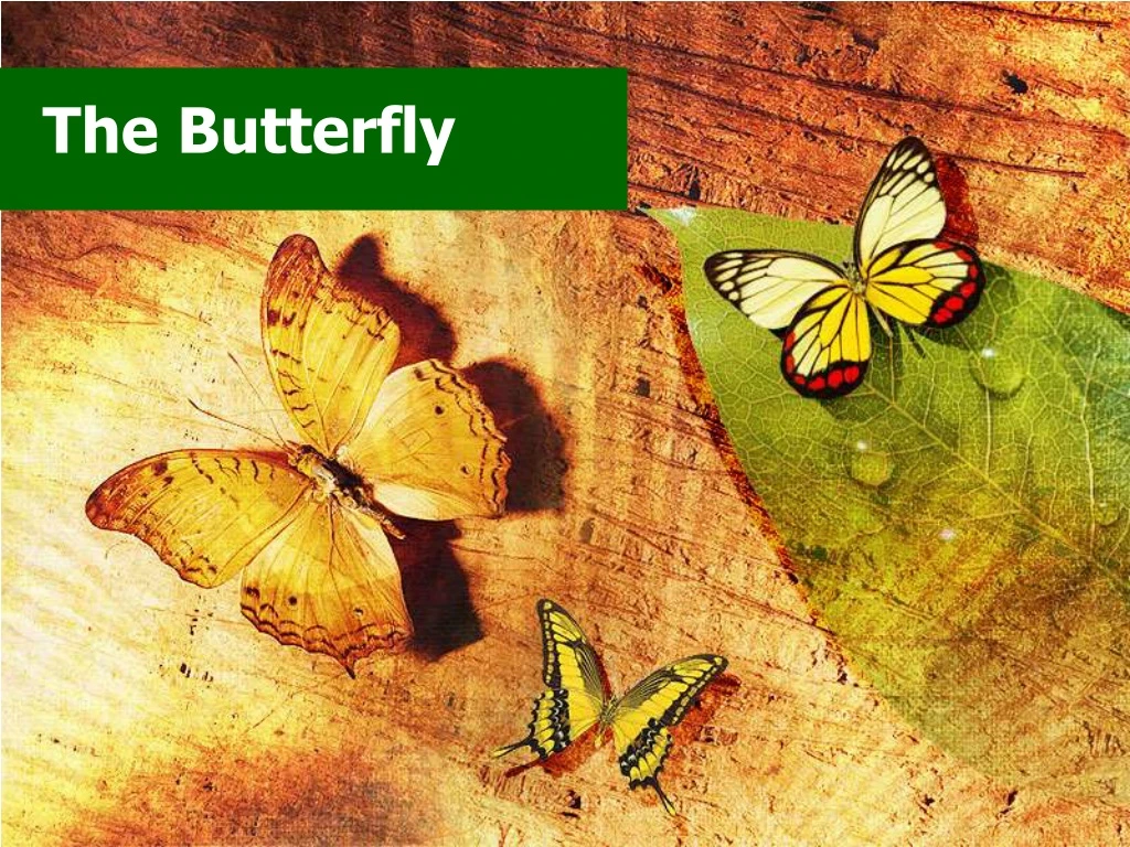 PPT - Butterfly PowerPoint Presentation, free download - ID:8265030