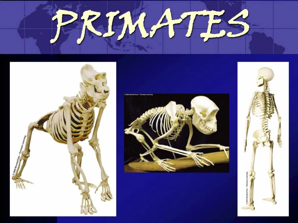 PPT - PRIMATES PowerPoint Presentation, free download - ID:828320
