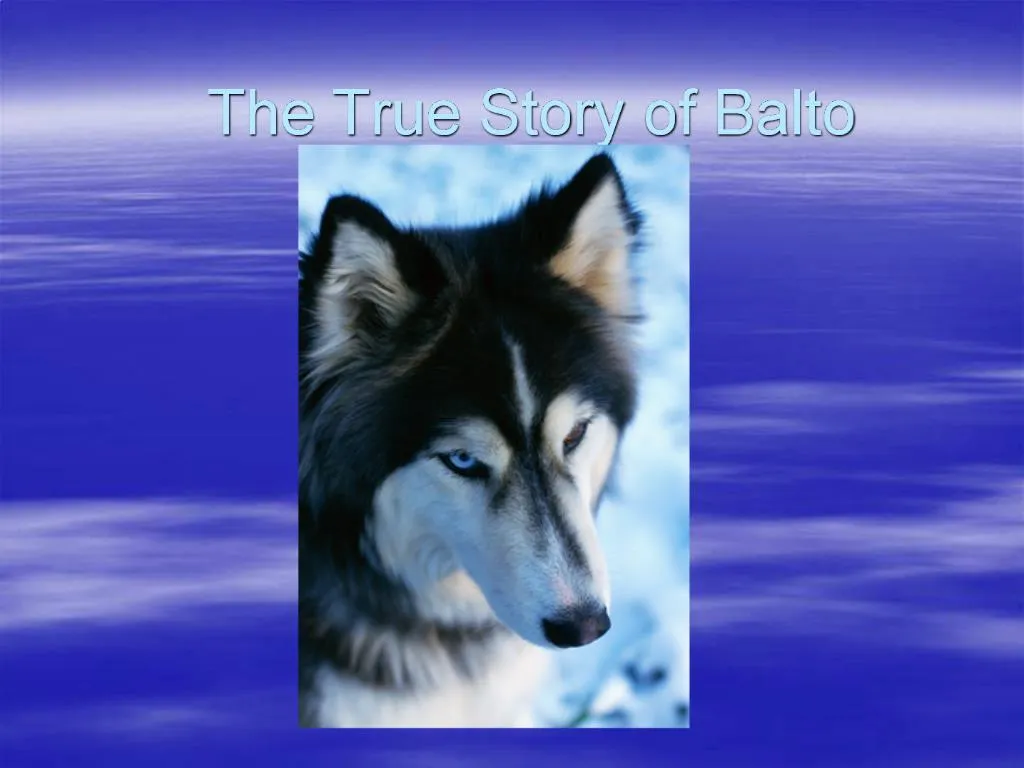 PPT - The True Story of Balto PowerPoint Presentation, free download ...