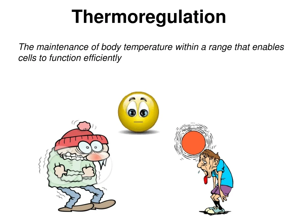 PPT - Thermoregulation PowerPoint Presentation, free download - ID:836168