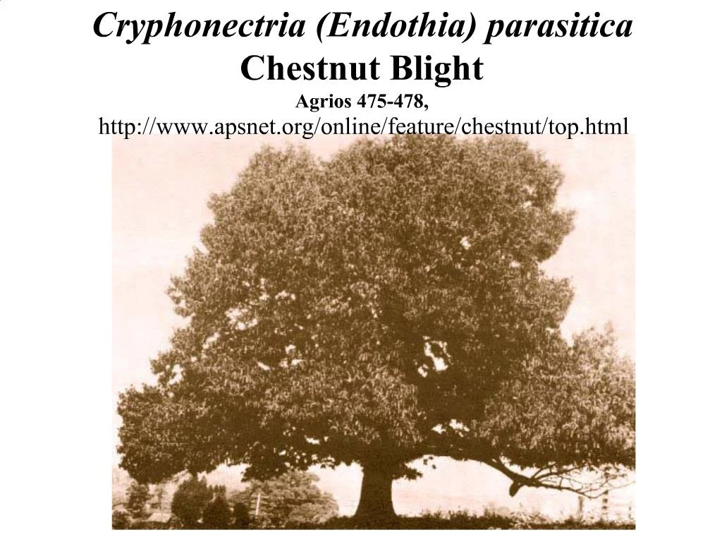 PPT - Cryphonectria Endothia parasitica Chestnut Blight Agrios 475-478 ...