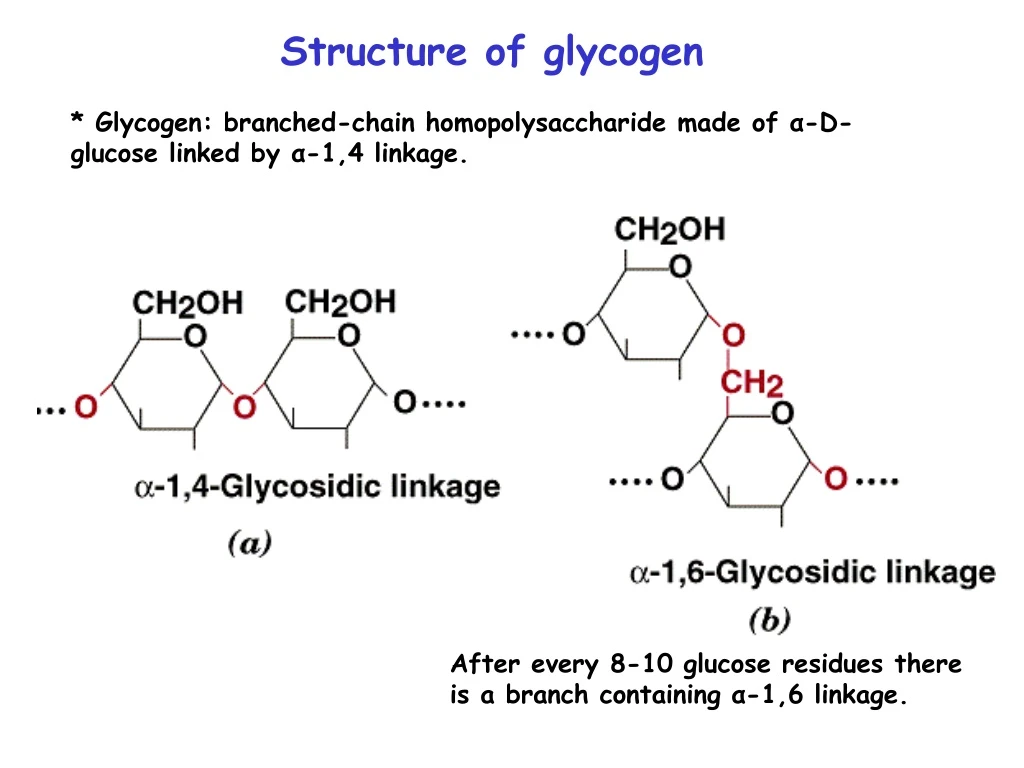 PPT - Structure of glycogen PowerPoint Presentation, free download - ID ...